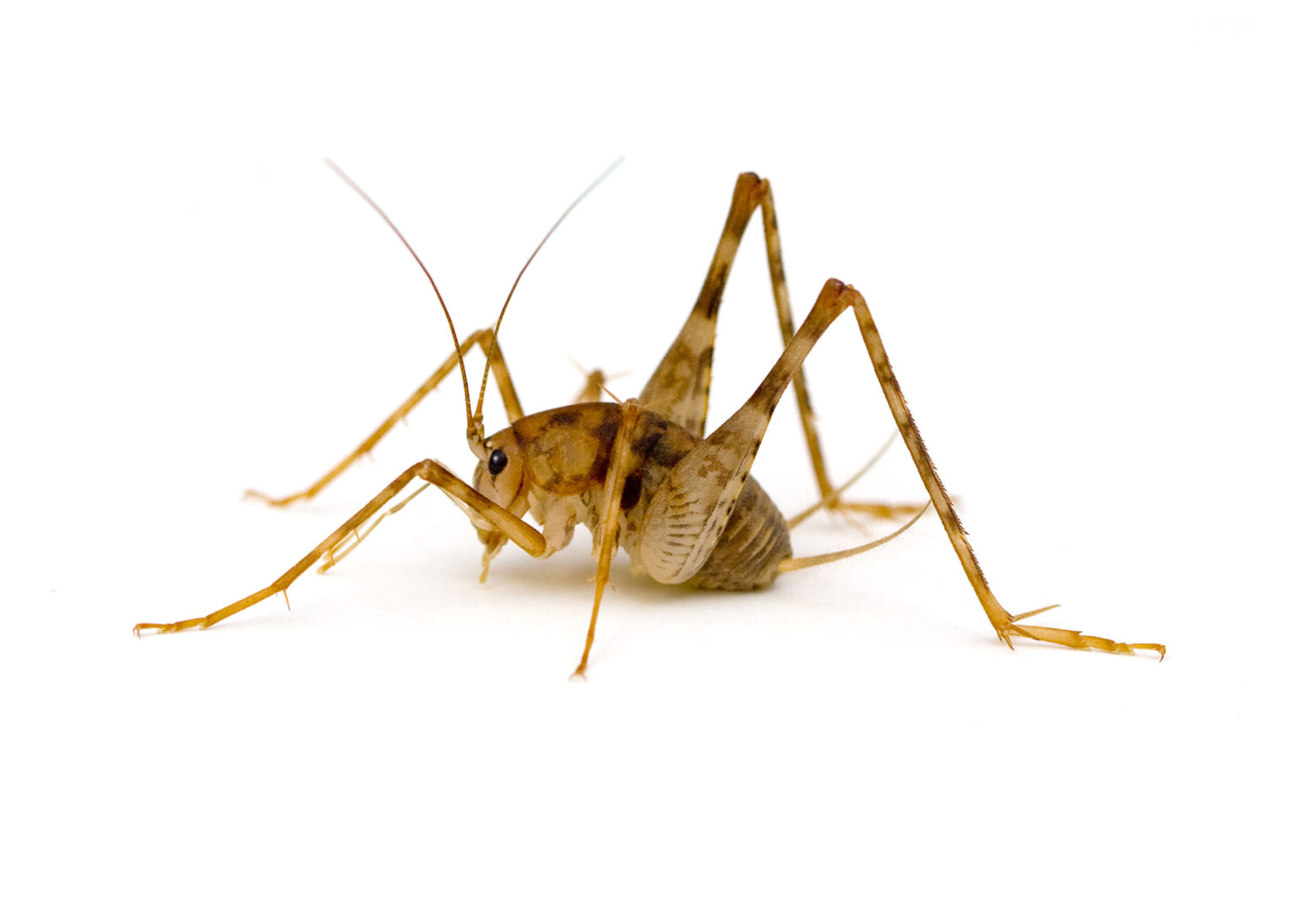 Camel Cricket Identification, Habits & Behavior | Leo's Pest Control