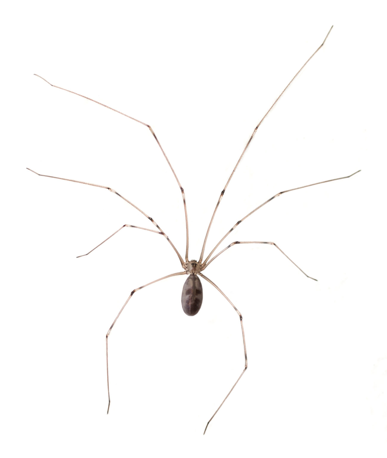 Cellar Spider Identification, Habits & Behavior | Leo's Pest Control