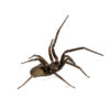 Crevice Spider Identification, Habits & Behavior | Leo's Pest Control