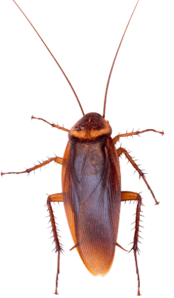Cockroach Exterminators in Bristol TN | Leo's Pest Control for Roaches