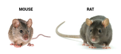 How to Tell the Difference Between Mice & Rats - Leo's Pest Control - Pest Control ...